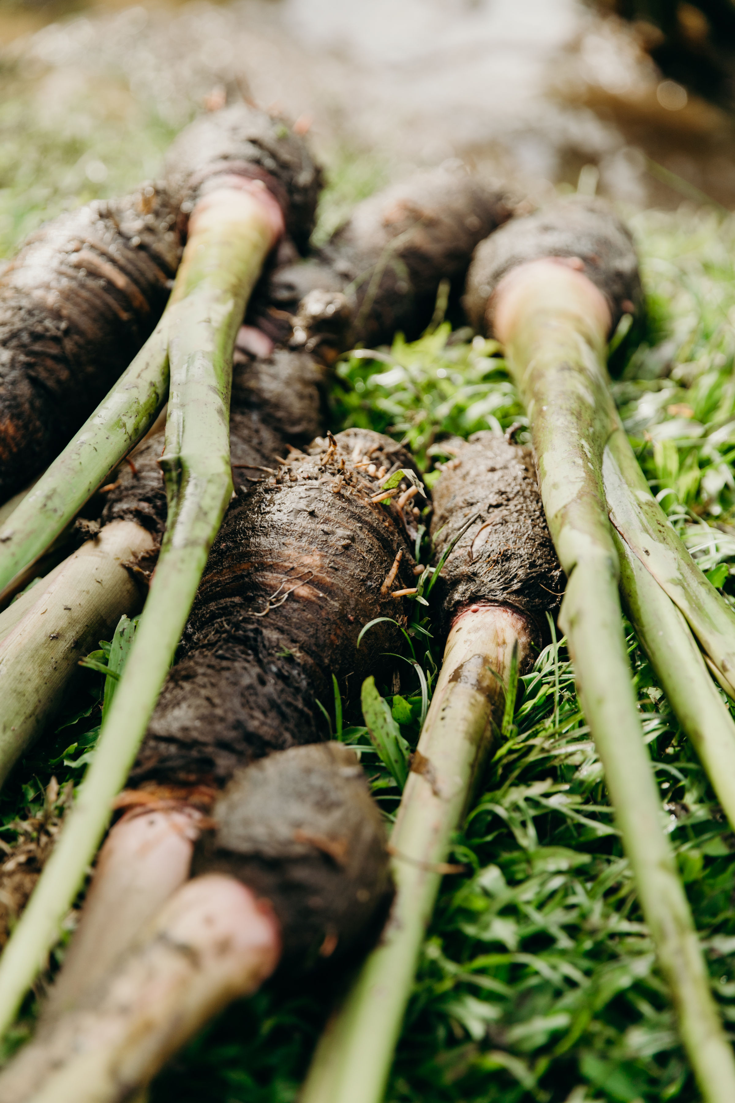 Seeds of Perseverance | Jean & Abbott Properties