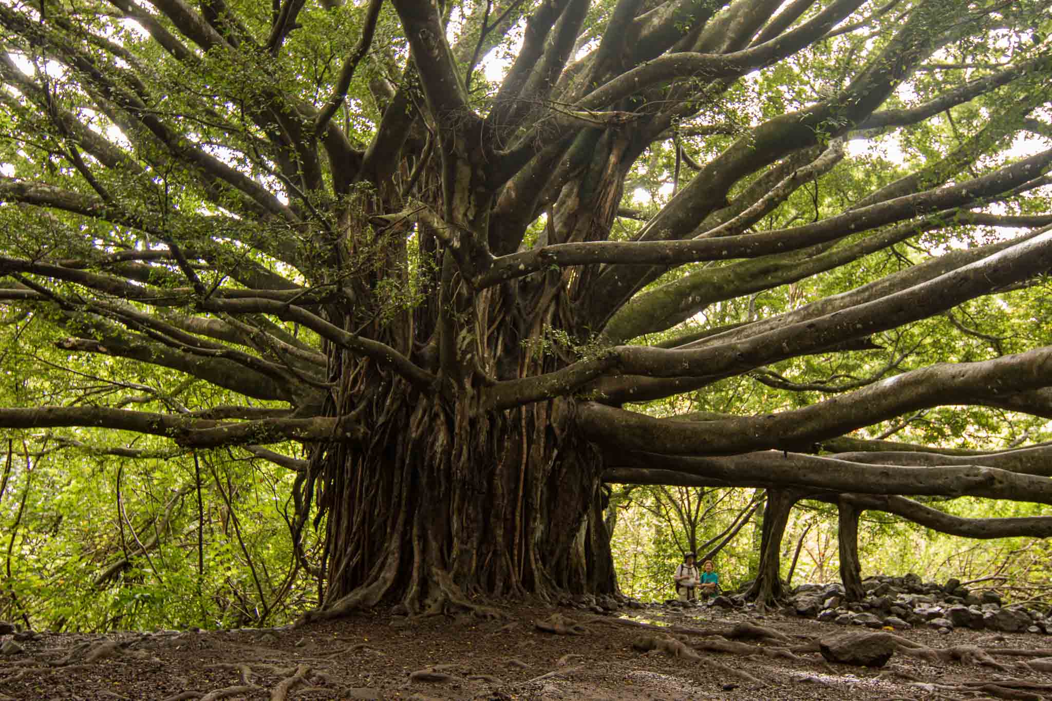 Road to Hana Photography Guide | Go Hawaii