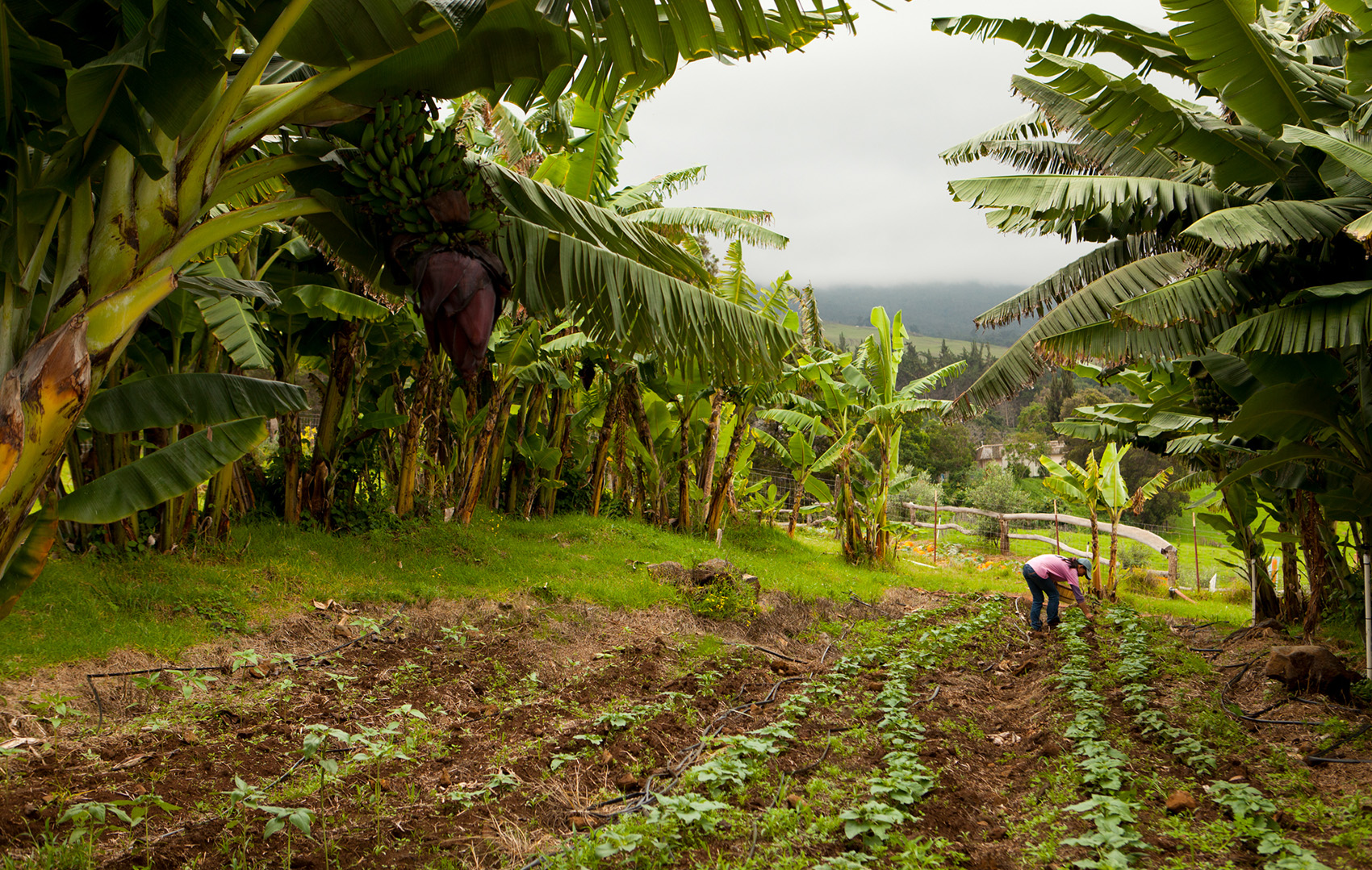 Veggie Farm Hawaii at Gabriel Chubb blog