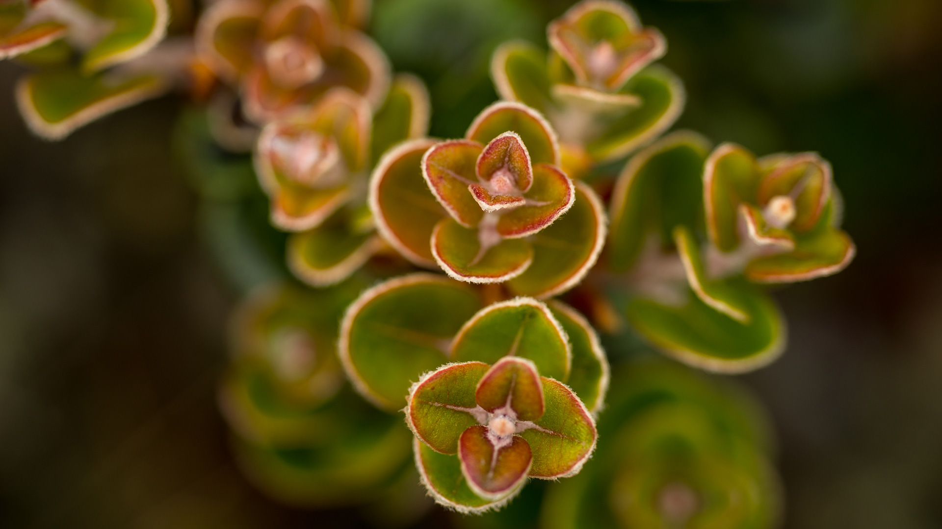 Saving Ohia - Hawaii's Sacred Tree Documentary | Go Hawaii