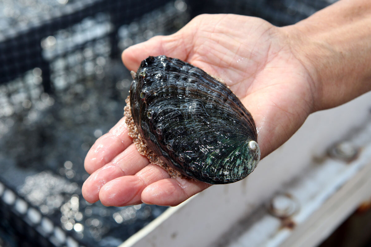 Hawaiian Mussels