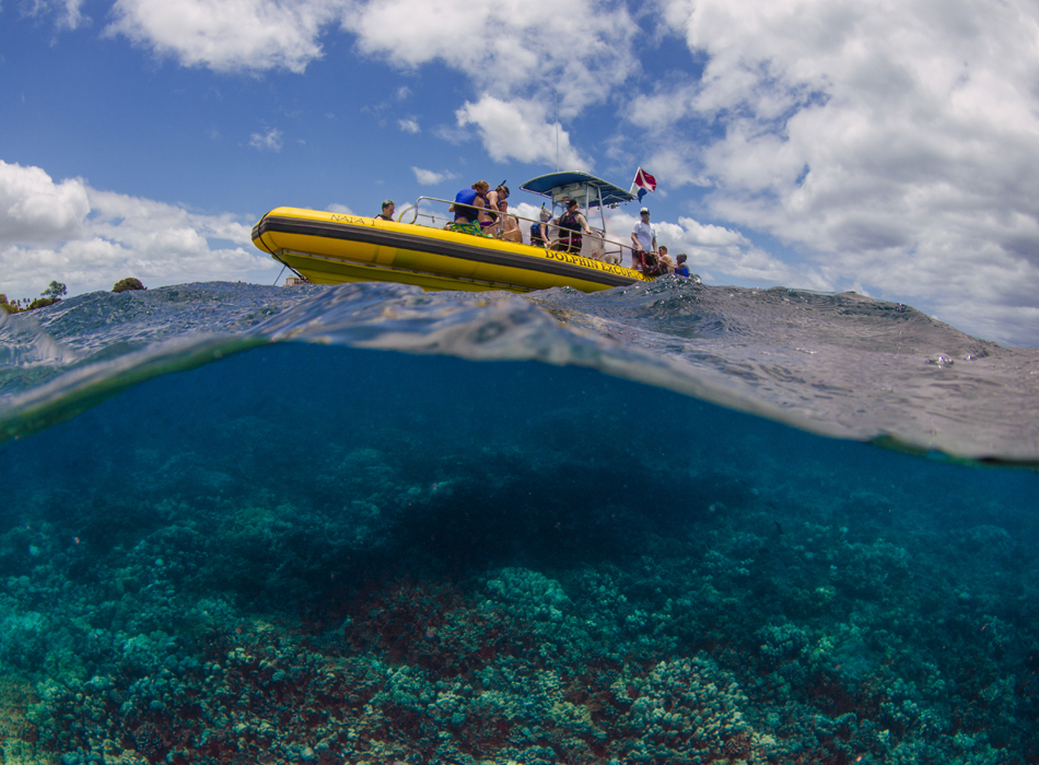 Dolphin Excursions Hawaii | Go Hawaii