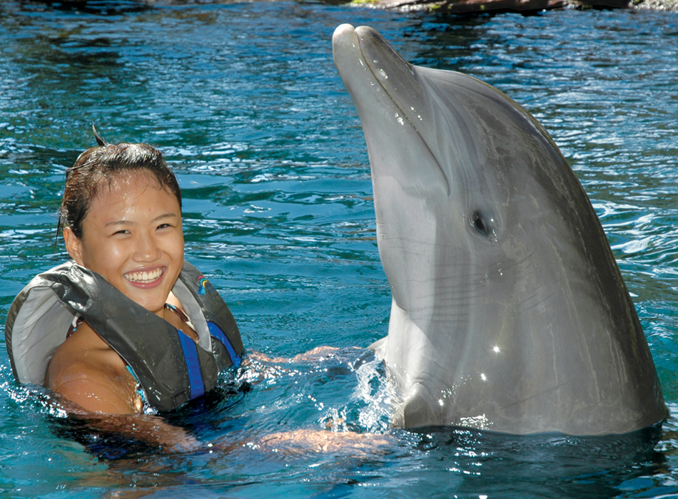 Dolphin Quest - Oahu | Go Hawaii
