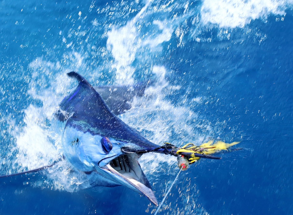 Fish Maui | Go Hawaii