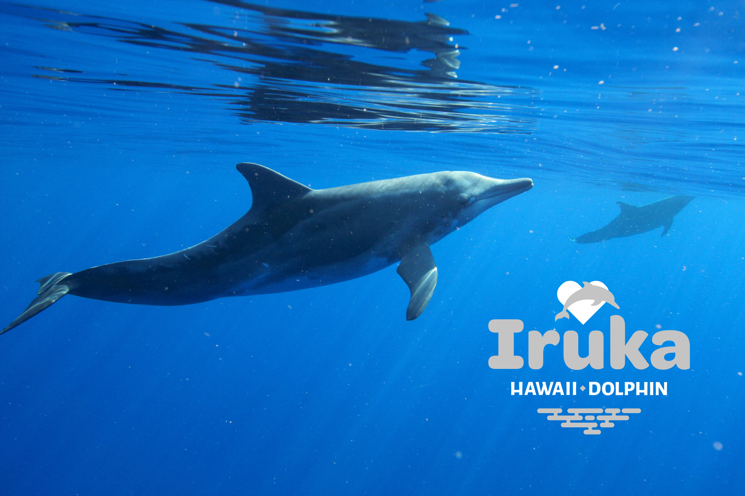 Iruka Hawaii Dolphin | Go Hawaii
