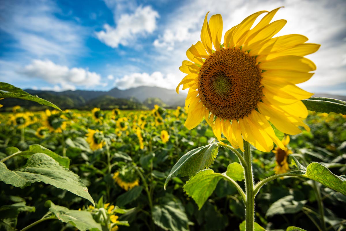 Oahu Photography Tours | Go Hawaii
