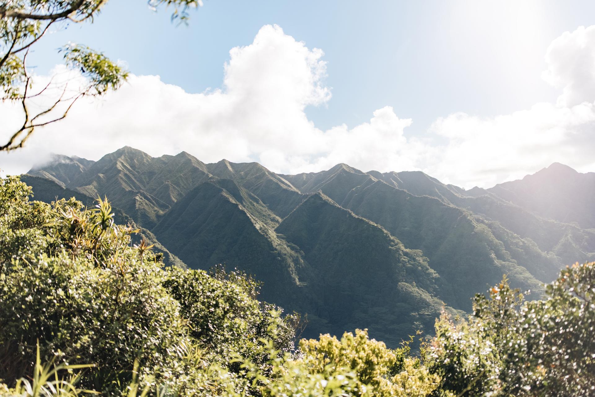 Manu-o-Kū: Honolulu’s Official Bird | Go Hawaii