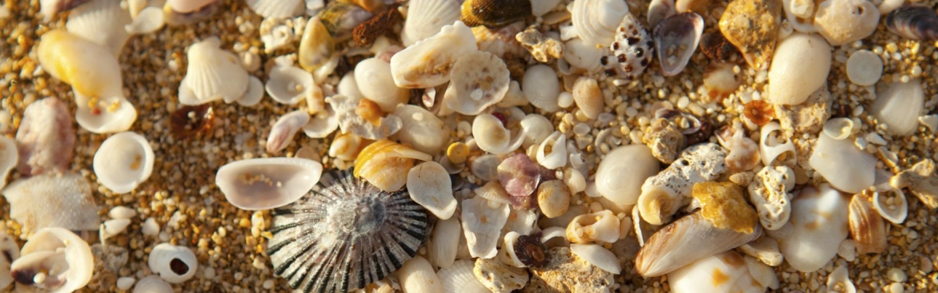 Shop Local Maui | Go Hawaii