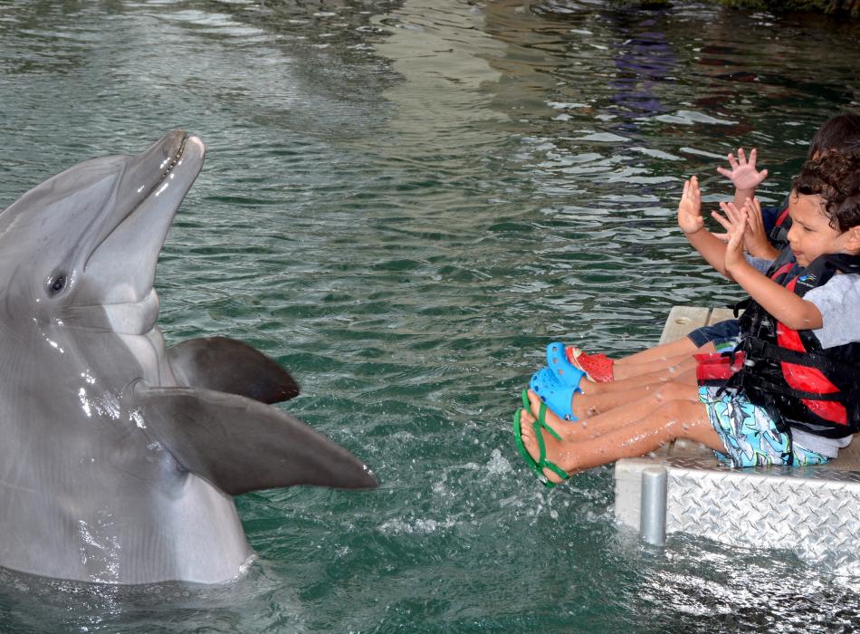 Dolphin Quest - Oahu | Go Hawaii