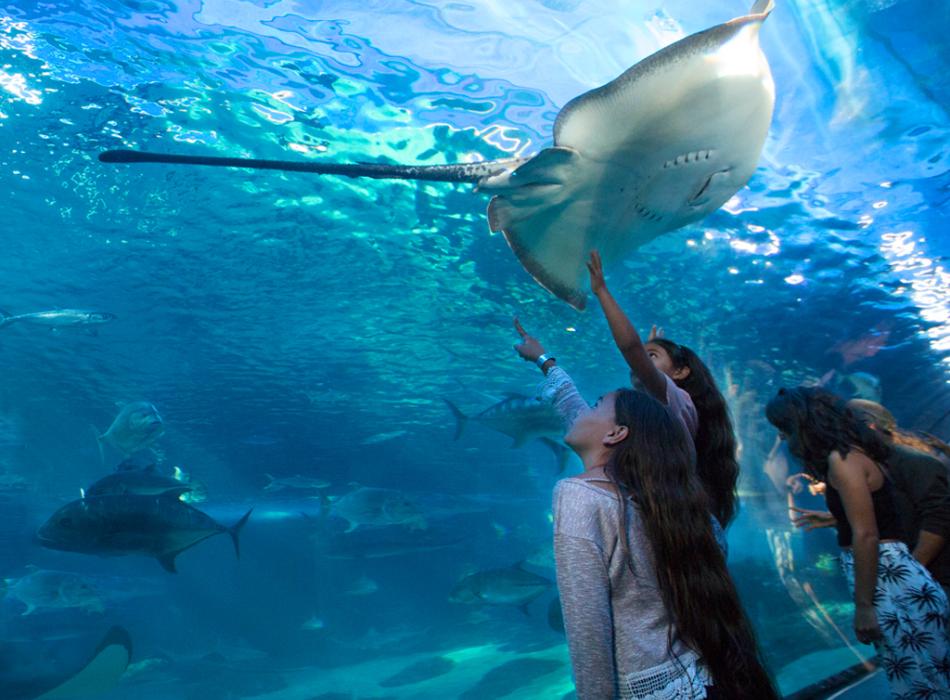 Maui Ocean Center | Go Hawaii