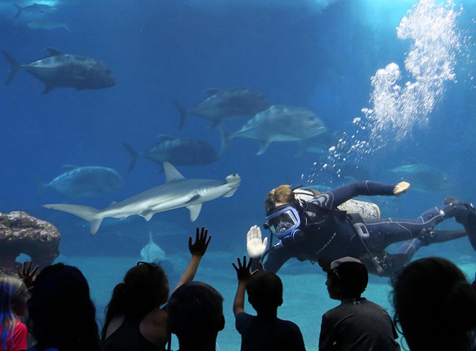 Maui Ocean Center | Go Hawaii