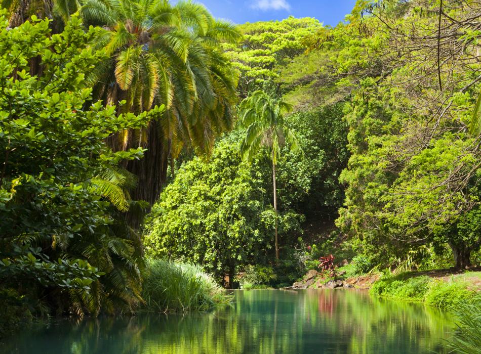 McBryde & Allerton Gardens (National Tropical Botanical Garden) | Go Hawaii