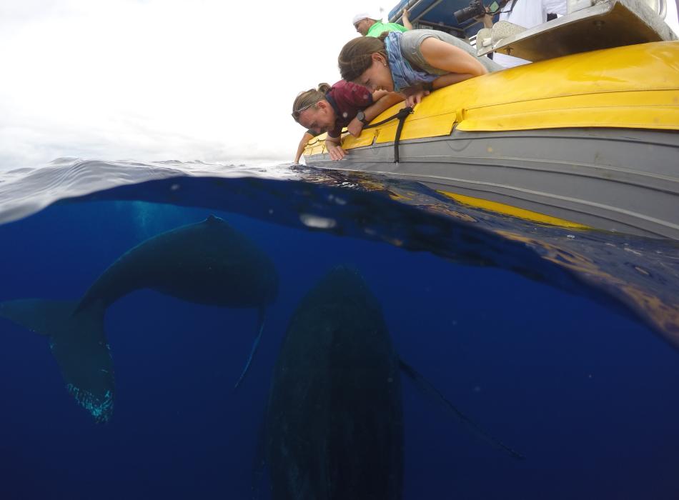 Ultimate Whale Watch and Snorkel | Go Hawaii