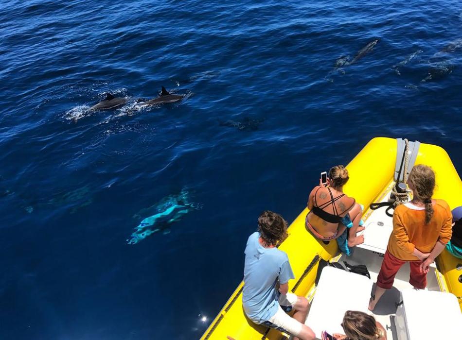 Ultimate Whale Watch and Snorkel | Go Hawaii
