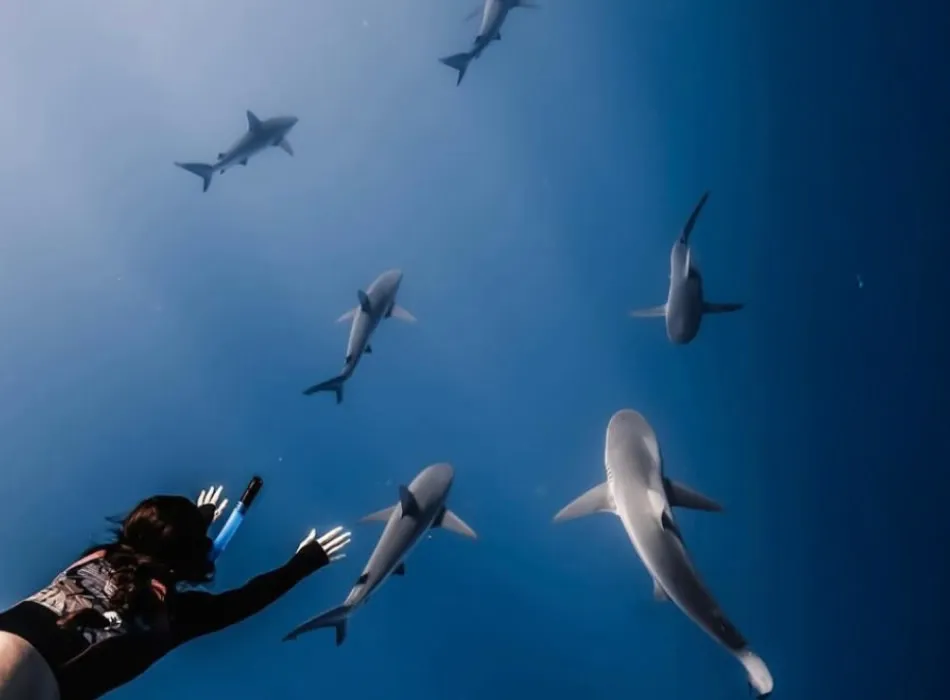 Deep Blue Eco Tours | Go Hawaii