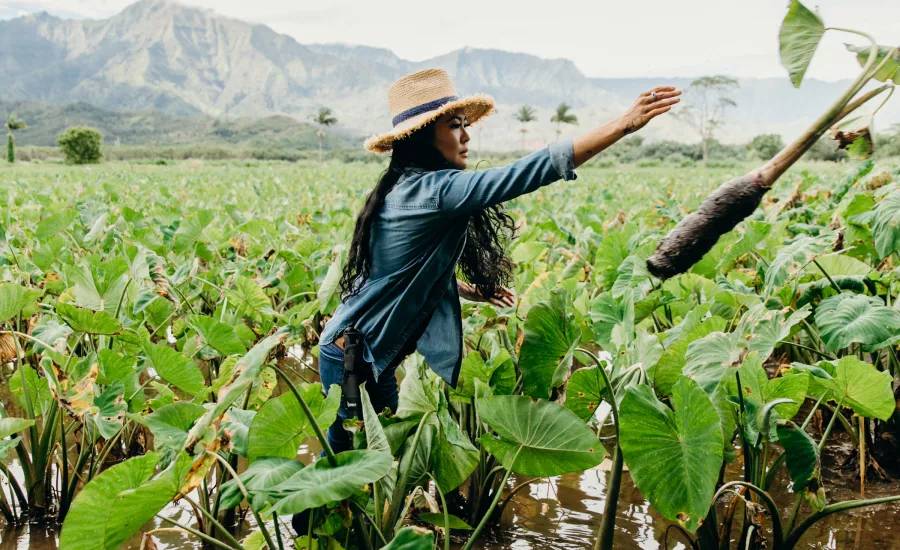 Seeds of Perseverance | Go Hawaii