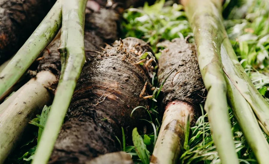 Seeds of Perseverance | Go Hawaii